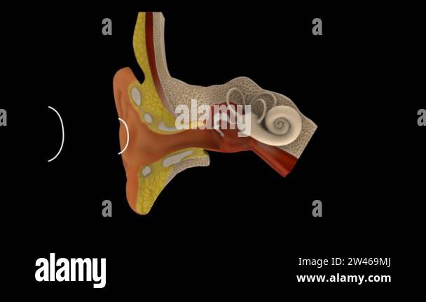Ear functions Stock Videos & Footage - HD and 4K Video Clips - Alamy