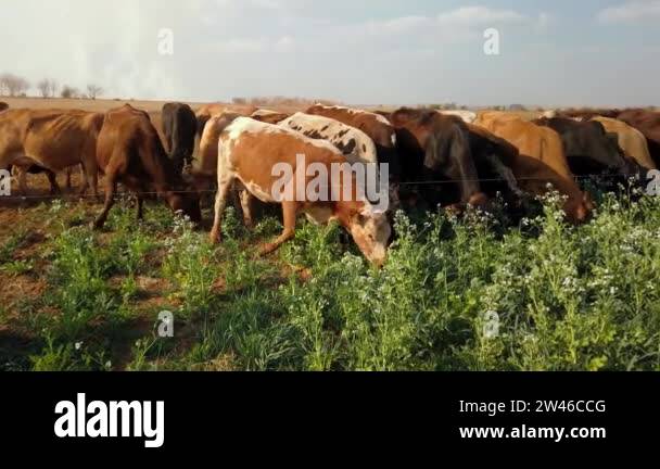 Panning view of cattle strip grazing cover crops with movable ...