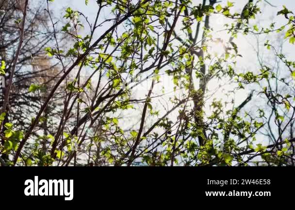 Branches of a trees start blossoming in park in the sunny weather, Small green leaflets on ...