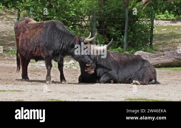 Heck cattle, Bos primigenius taurus, claimed to resemble the extinct ...