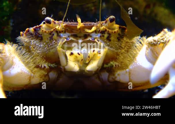 Black Sea, Invasive crab, invader Rhithropanopeus harrisii (Zuiderzee ...
