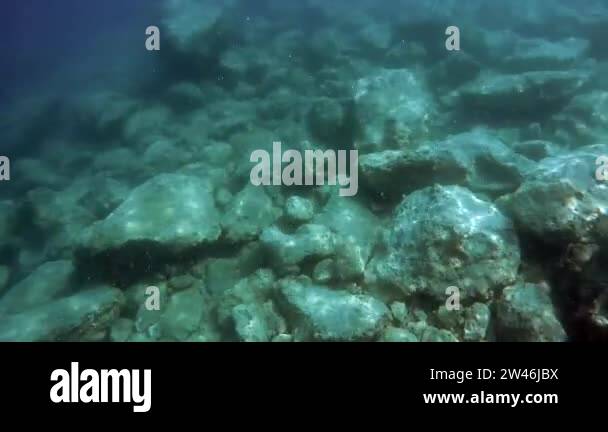 Underwater of a real sea with microscopic animals, planktons and small ...