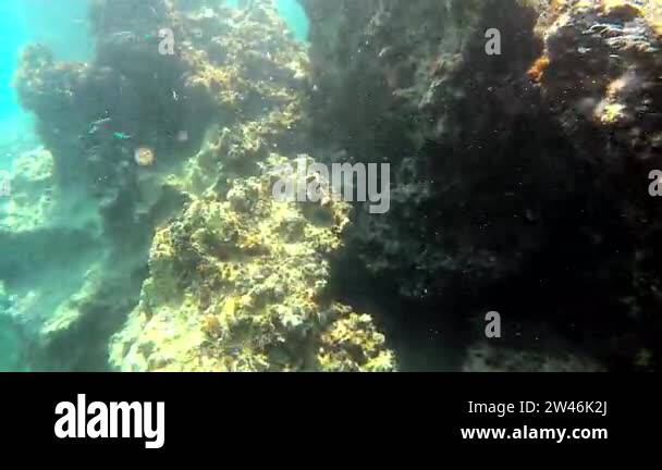 Underwater of a real sea with microscopic animals, planktons and small ...