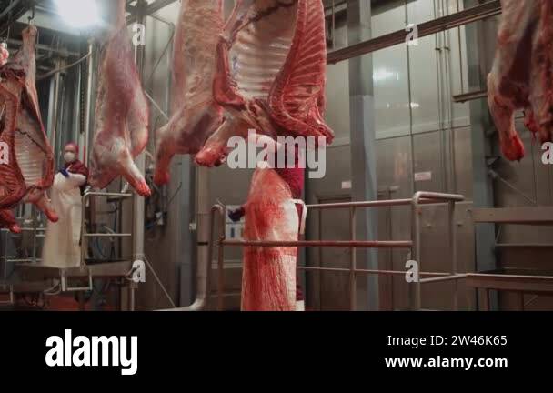Meat processing plant, male butchers trim beefs carcass, meat ...