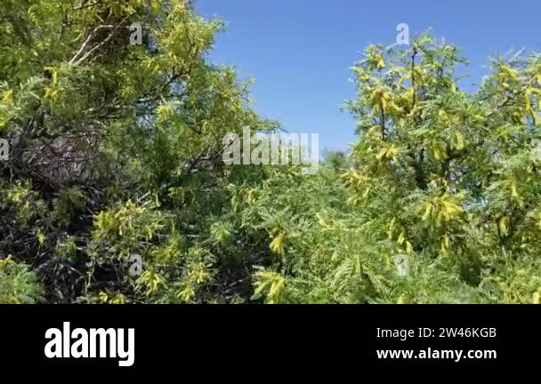 Mesquite tree prosopis species Stock Videos & Footage - HD and 4K Video ...
