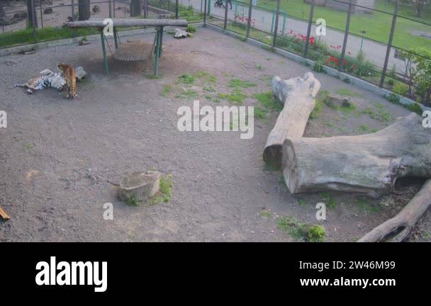 Zoo tiger cage Stock Videos & Footage - HD and 4K Video Clips - Alamy