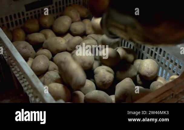 Top view potatoes Stock Videos & Footage - HD and 4K Video Clips - Alamy