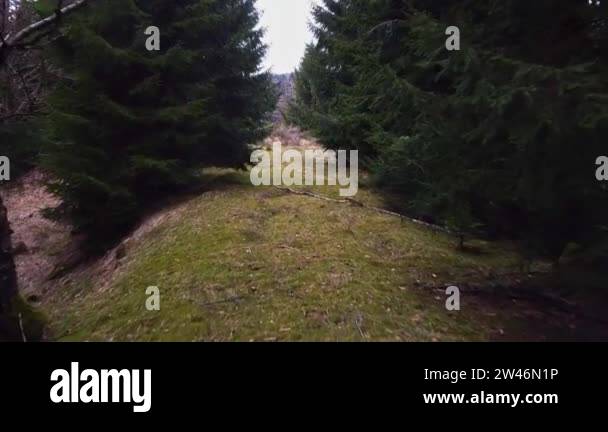 Forest way Stock Videos & Footage - HD and 4K Video Clips - Alamy
