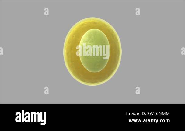 Pollen grain microscope Stock Videos & Footage - HD and 4K Video Clips ...