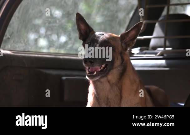Barking fish Stock Videos & Footage - HD and 4K Video Clips - Alamy