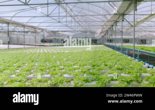 4k slow handheld green house vegetable growing in a hydroponic farm ...