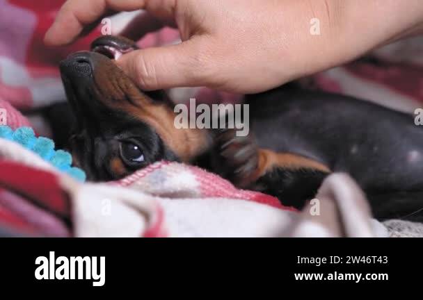 Owner plays with adorable dachshund puppy on bed at home, close up ...
