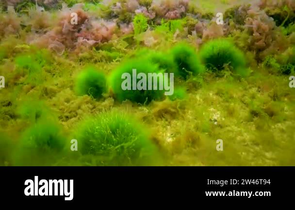 Macrophytes, Red and Green algae (Ceramium, Cladophora, Ulva ...