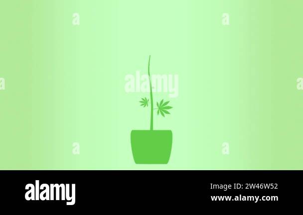 An animated 2D zoom-in process of marijuana plant growth after which ...