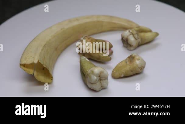 Teeth molars incisors Stock Videos & Footage - HD and 4K Video Clips ...