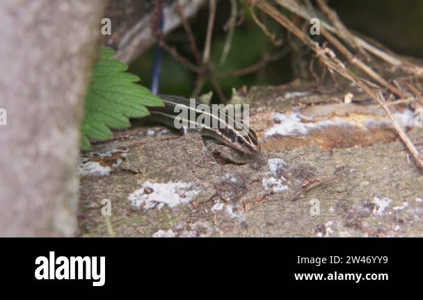 Japanese skink plestiodon japonicus Stock Videos & Footage - HD and 4K ...
