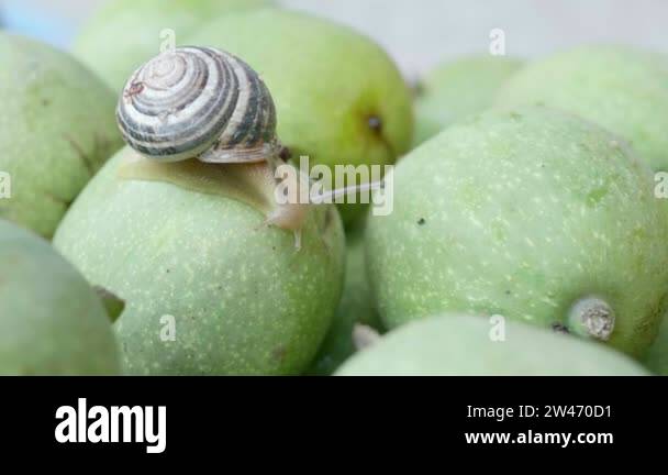 Nut snail Stock Videos & Footage - HD and 4K Video Clips - Alamy