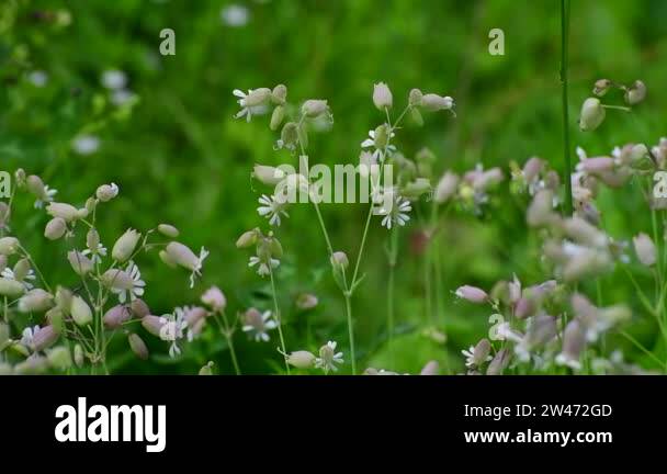Carnation family Stock Videos & Footage - HD and 4K Video Clips - Alamy