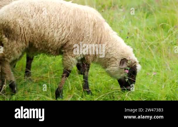 Two young rams twitching, chewing and eating fresh green grass in the ...