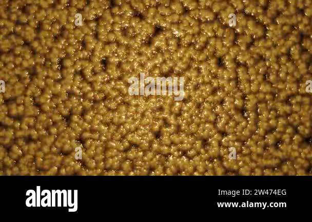 Slime bacteria Stock Videos & Footage - HD and 4K Video Clips - Alamy
