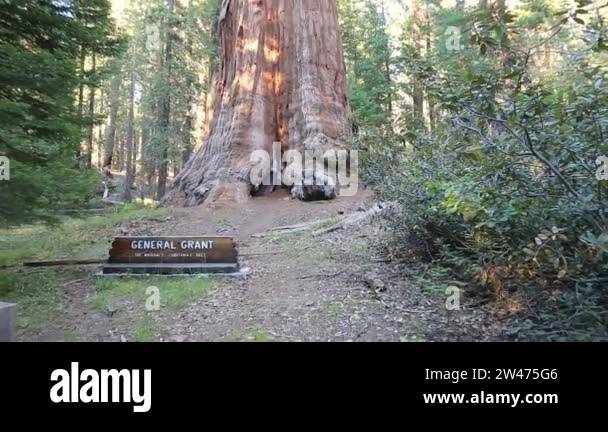 General grant tree Stock Videos & Footage - HD and 4K Video Clips - Alamy