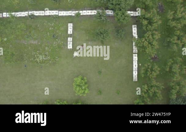 Camera is hovering over beekeeper as is cutting grass among beehives ...