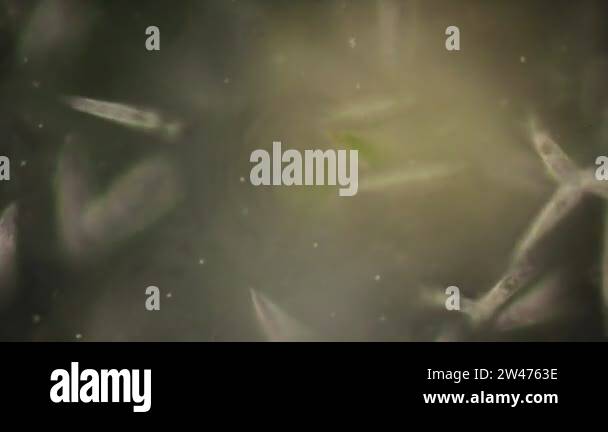 Eukaryote protists microscope Stock Videos & Footage - HD and 4K Video ...