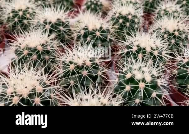 Cactus balls garden Stock Videos & Footage - HD and 4K Video Clips - Alamy