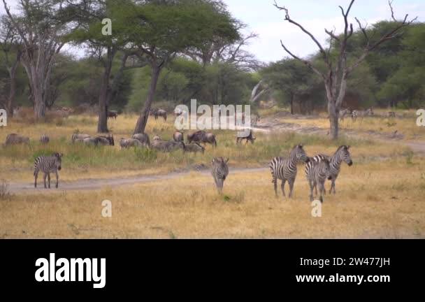 Herd animals in africa Stock Videos & Footage - HD and 4K Video Clips ...