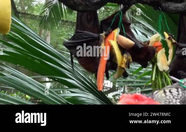 Flying fox, fruit bat, eating fruit hanging upside down from the top of ...