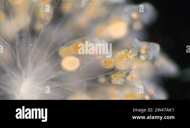 The rotifers commonly called wheel animals or wheel animalcules, make ...