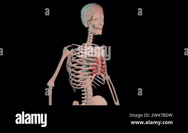 This 3d animation shows the transversus thoracis muscles in full ...