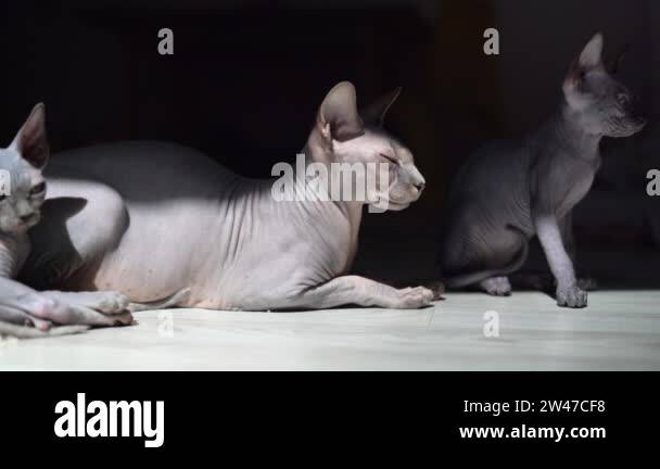 Hairless cats Stock Videos & Footage - HD and 4K Video Clips - Alamy