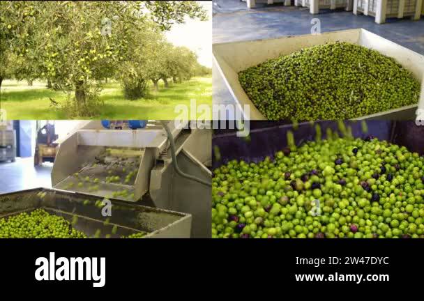 multiple video of all the steps for the production of extra virgin ...