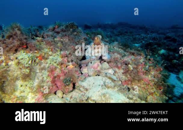 Seabed underwater deep Stock Videos & Footage - HD and 4K Video Clips ...