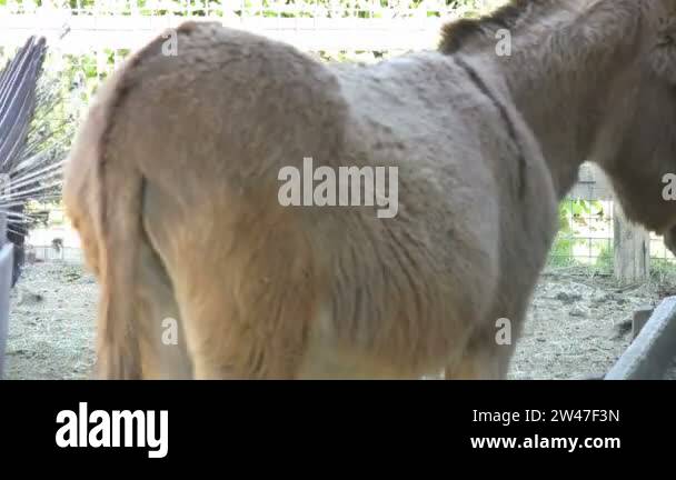 Clean farm animals Stock Videos & Footage - HD and 4K Video Clips - Alamy