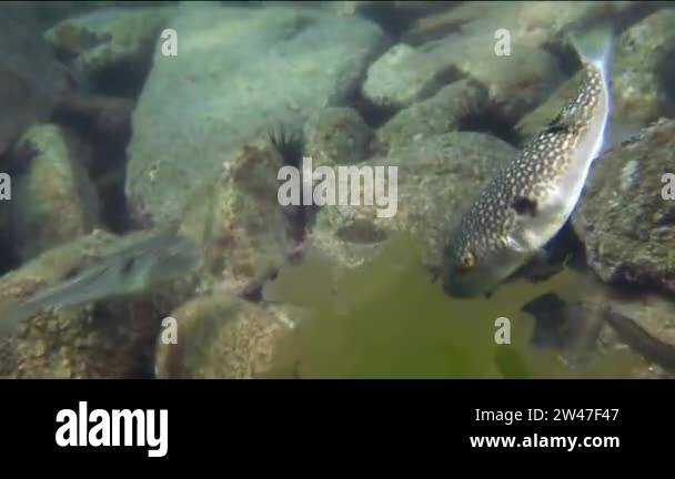 The puffer fish or takifugu is a unique representative of ray-finned ...
