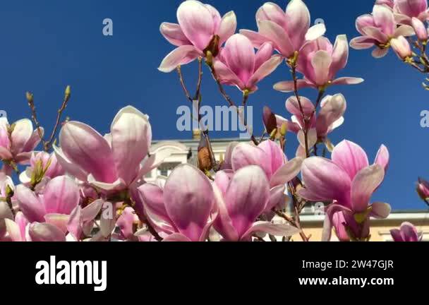 Pink magnolia flowers blooming tree branches with sunlight on Lyon ...