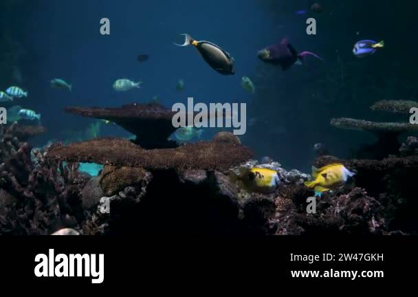 Sea life on display Stock Videos & Footage - HD and 4K Video Clips - Alamy