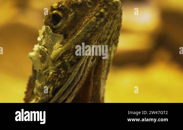 Close up of a lizard's head looking right. The camera tilts down to the ...