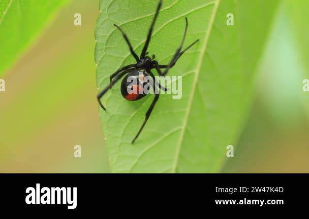 Red back spiders Stock Videos & Footage - HD and 4K Video Clips - Alamy