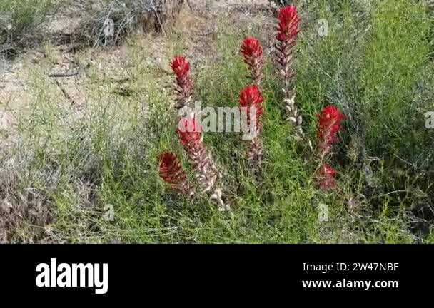 Bright red spike inflorescences and bracts on Desert Paintbrush ...
