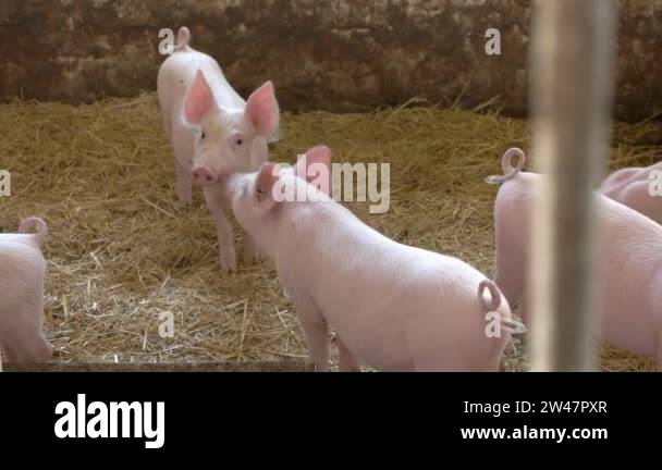 Straw for animals Stock Videos & Footage - HD and 4K Video Clips - Alamy