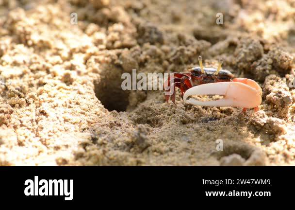 Uca fiddler crab mangrove Stock Videos & Footage - HD and 4K Video ...