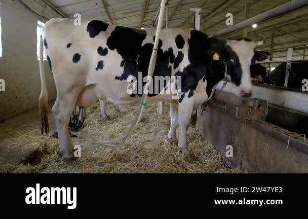 Stall machine Stock Videos & Footage - HD and 4K Video Clips - Alamy