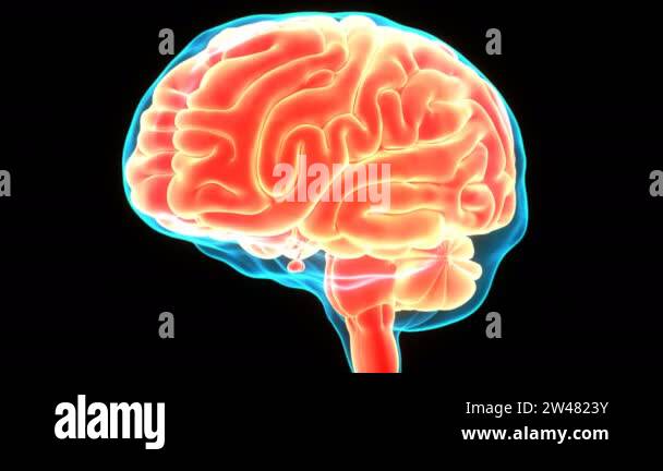 3D Animation Concept of Central Organ of Human Nervous System Anatomy ...