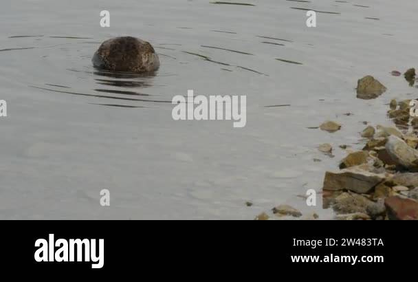 Duck river water stones Stock Videos & Footage - HD and 4K Video Clips ...