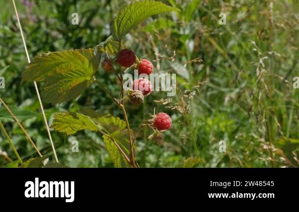 Forest raspberry Stock Videos & Footage - HD and 4K Video Clips - Alamy