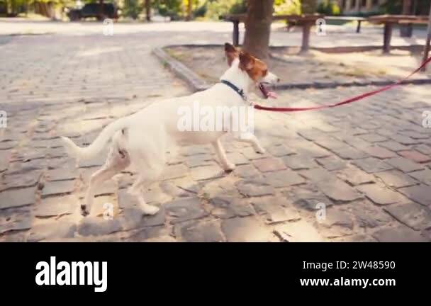Jack russell running motion Stock Videos & Footage - HD and 4K Video ...