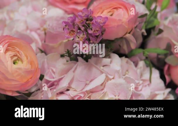 Heather rose Stock Videos & Footage - HD and 4K Video Clips - Alamy